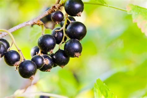 Macérat De Bourgeon De Cassis Bienfaits En Gemmothérapie France
