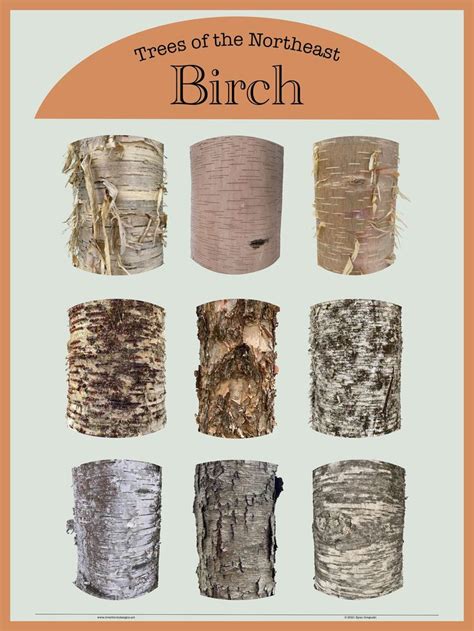 Trees Of The Northeast Birch Bark Poster 18x24 9 Unique Birch Tree Bark Photographs Many