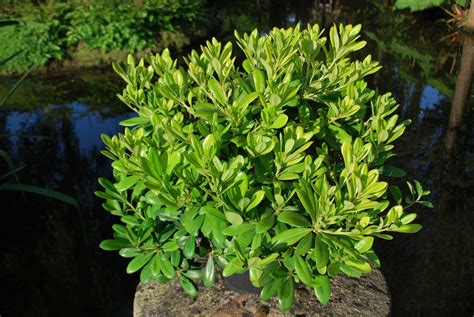 Pittosporum Tobira Nanum Shrubs For Sale Uk
