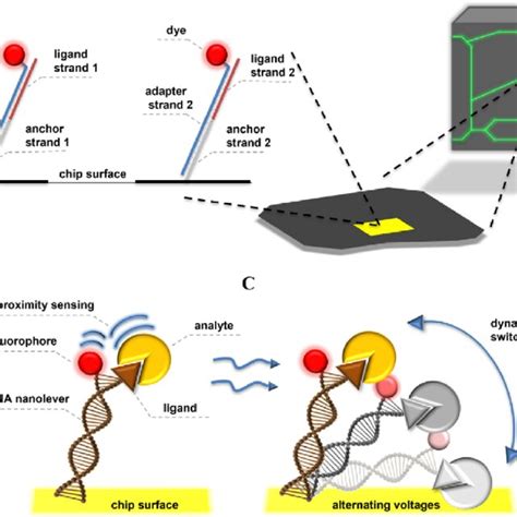 Principle Of The Helix Dynamic Biosensors Apparatus A Scheme Of