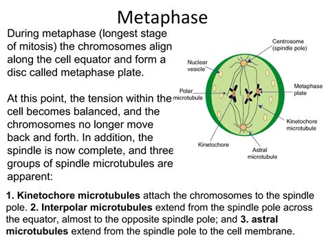 Cell Divisioncell Cycle Dna Duplication Ppt