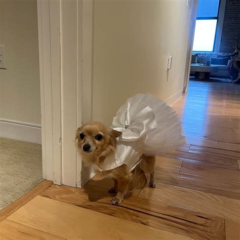Fancy White Dog Dress Tulle And Organza Wedding Dress Bridal Dog