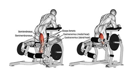 Seated Single Leg Curl Atelier Yuwaciaojp