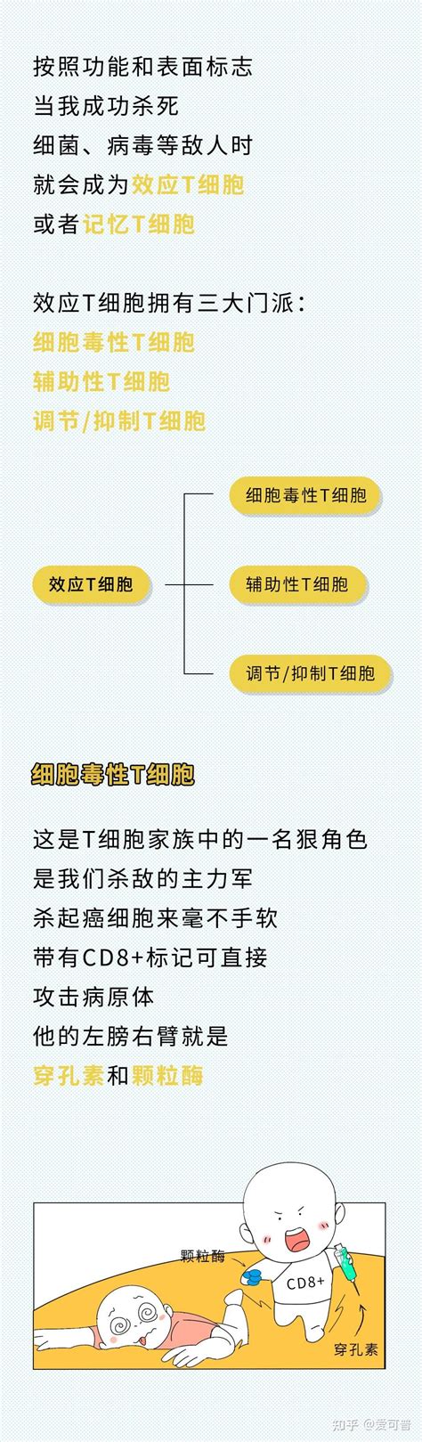 漫画科普 免疫t细胞的种类，作用分别是什么？ 知乎