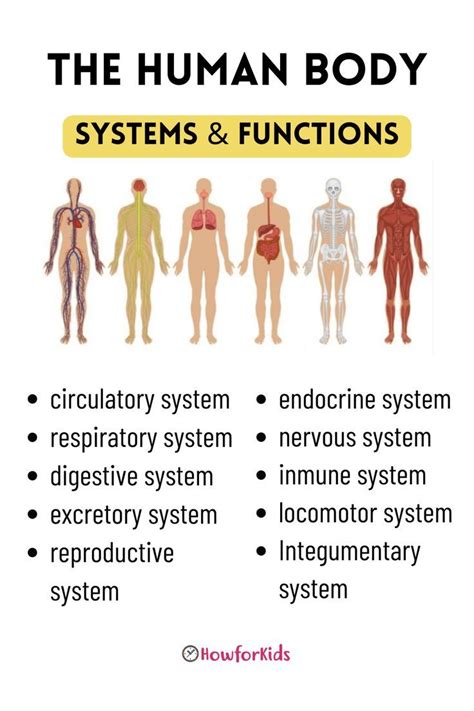 How Does The Human Body Work🙂 Human Body Systems Human Body