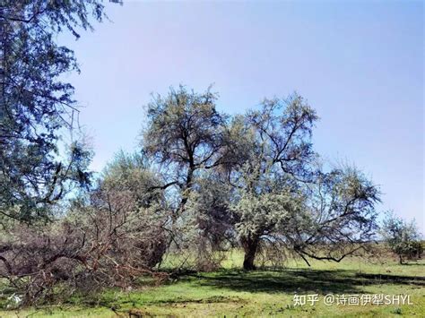 【美丽新疆】霍城县伊犁河国家湿地公园里的沙枣林 知乎