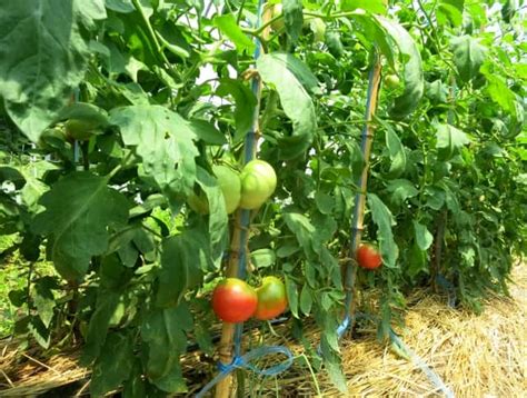 Agri Pick