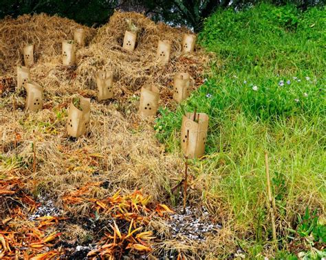 Herbicide Use On A Seafront Bank To Kill Plants So That New Plants Can Grow Stock Image Image