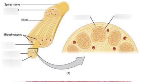 Nerve Structure 1 Diagram Quizlet