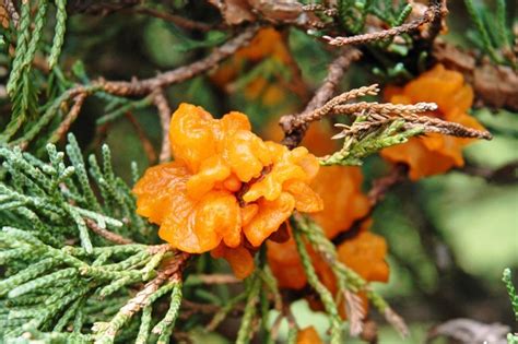 Cedar Apple Rust Homestead On The Range