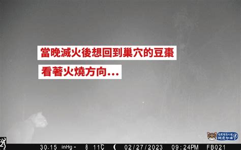小石虎來不及長大！環保局：露天燒草最重可罰10萬元 動物新鮮事 Udn寵物部落