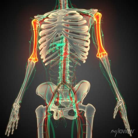 Human Skeleton System Humerus Bone Joints Anatomy • Wall Stickers Hip