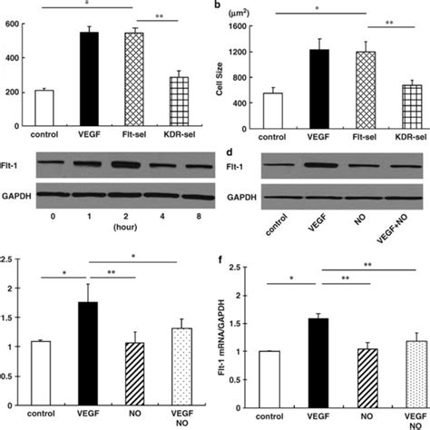Macrophage Migration And Cell Spreading In Response To Vegf Mutants