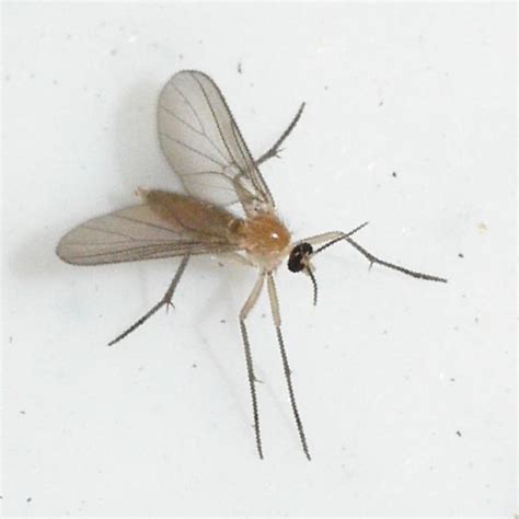 Gnat Diadocidia Ferruginosa Bugguide