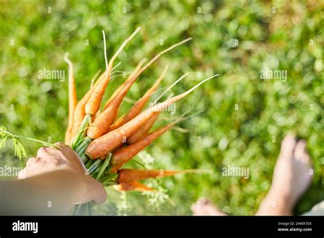 Top View Female Barefoot Leg On Grass With Branch Of Raw Organic
