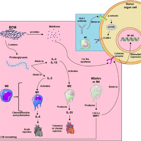 innate and adaptive responses to transplantation ecm participation on