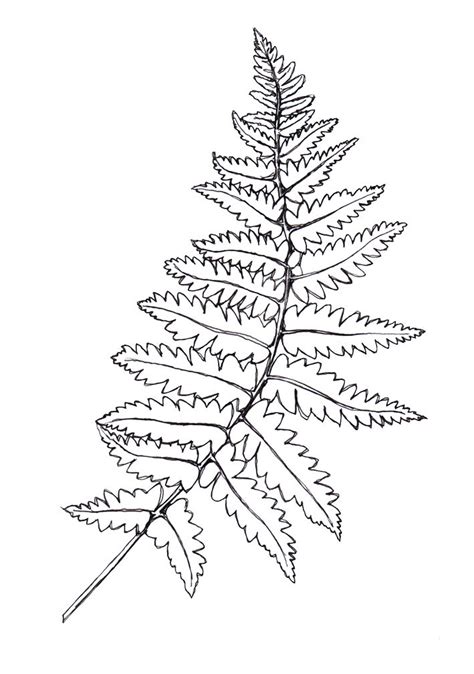 Ferns Drawing Simple