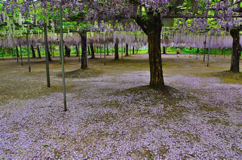 和気公園の藤3 グッチーの散策日記