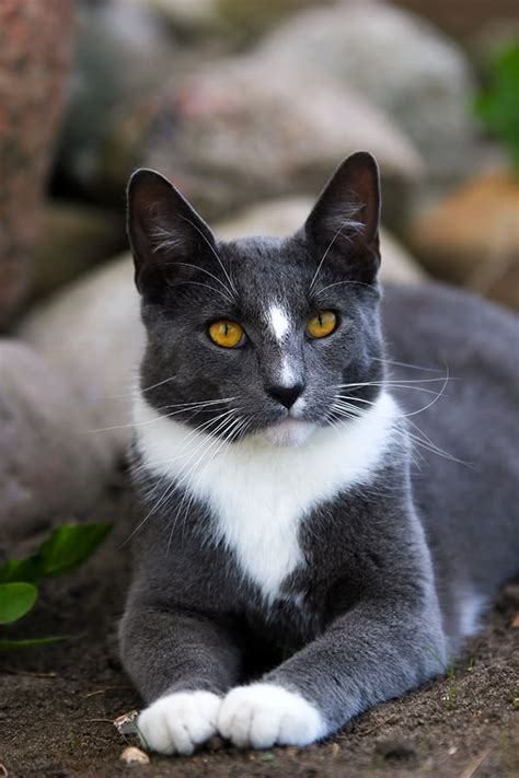 Are Grey Tuxedo Cats Rare At Lucy Gardiner Blog