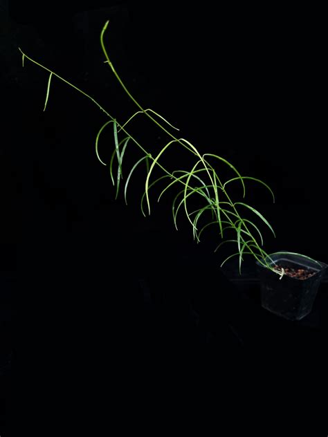 Hoya Stenophylla Potted Plants Singapore Black Toe Tropicals