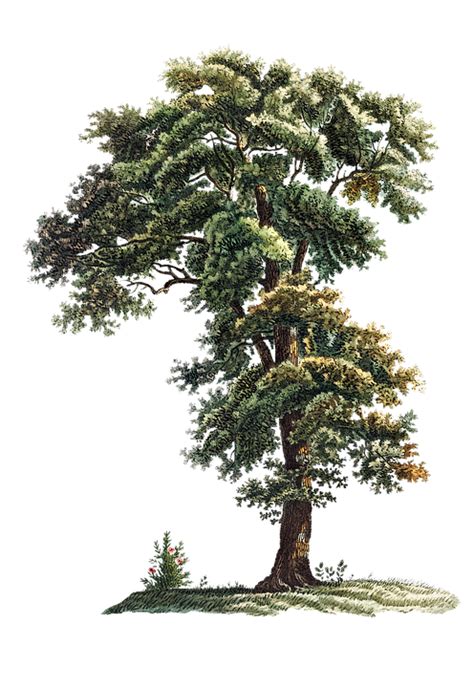 Download Tree Leaves Branches Royalty Free Stock Illustration Image Pixabay