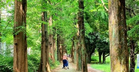 포토친구 봄날의 산책