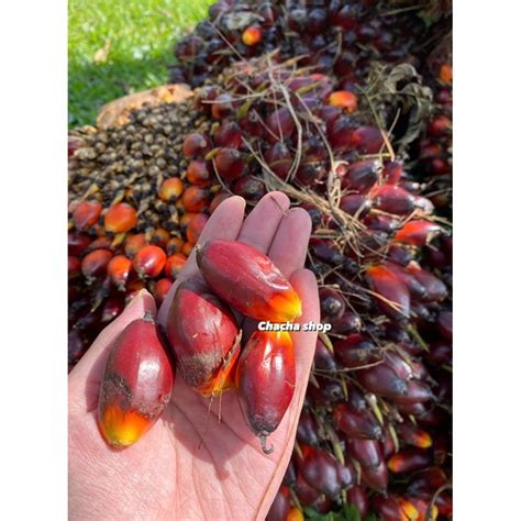 Buah Sawit Lerai Baru And Segar Umpan Ikan Air Tawar Shopee Malaysia