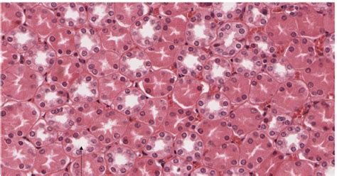 Histology Lab Midterm Exam Flashcards Quizlet