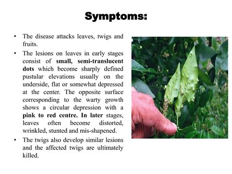 Diseases Of Citrus Pptx