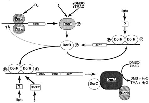 Model For The Regulation Of Dmso Reductase Dor Gene Expression In R