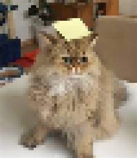 Cute Pixel Art Gallery