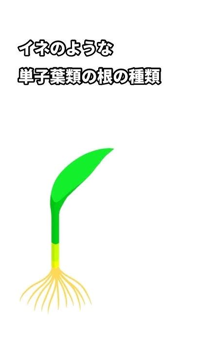【中1理科】植物の分類9 生物 Shorts 中学 理科テスト Youtube