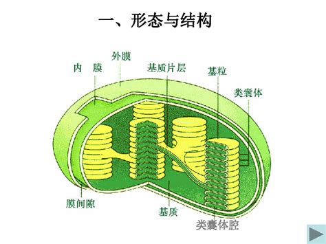 叶绿体结构 千图网