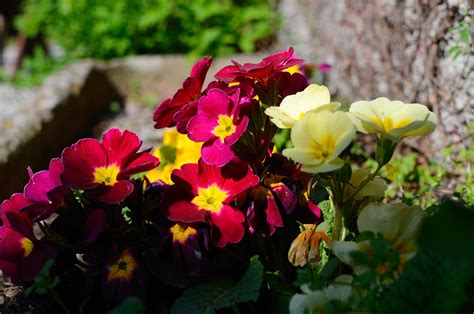 Barcelona Photoblog Flowerbed
