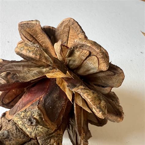 Why Do Pine Cones Open And Close Mud And Bloom