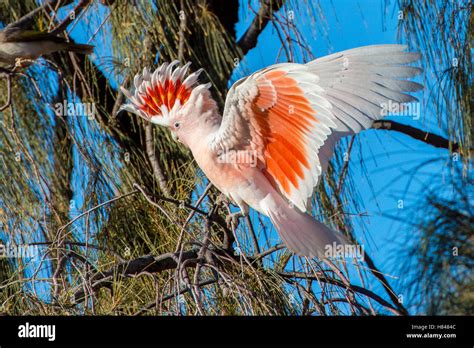 Major Mitchells Cockatoo Lophochroa Leadbeateri Landing Rainbow