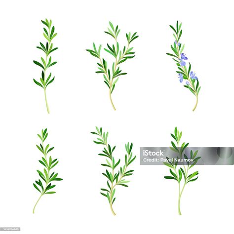 신선한 로즈마리 Sprigs 향신료 허브 만화 벡터 일러스트 레이 션의 세트 로즈마리에 대한 스톡 벡터 아트 및 기타 이미지 로즈마리 나뭇가지 화려한 Istock