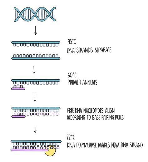Dna Profiling A Level — The Science Hive
