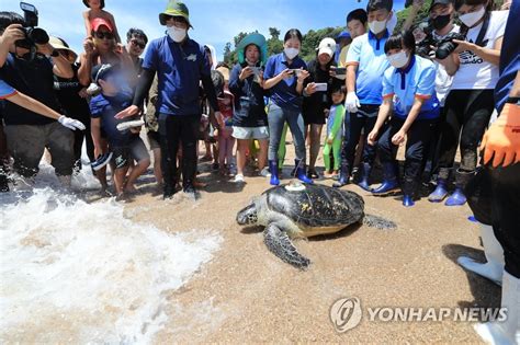 고향으로 돌아가는 바다거북 연합뉴스