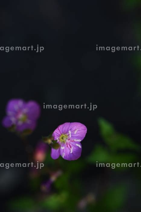 ユウゲショウ夕化粧の花の写真素材 187513875 イメージマート