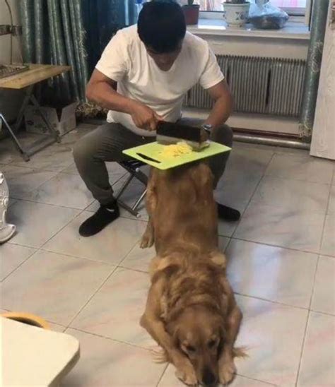 這隻金毛聰明又懂事，只可惜遇到了一個二貨主人 每日頭條