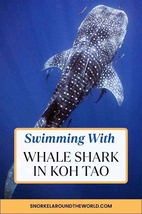 Snorkeling With Whale Shark In Koh Tao Where And How
