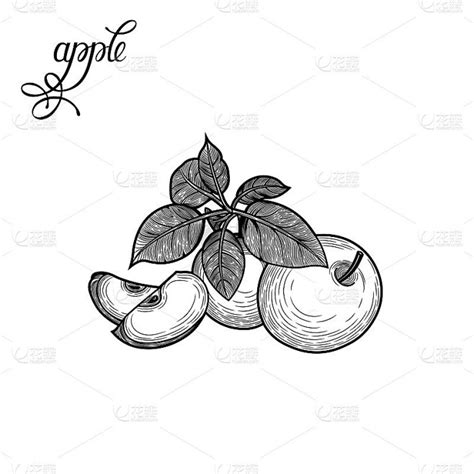 苹果。矢量插图。