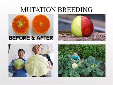Mutation Breeding Ppt