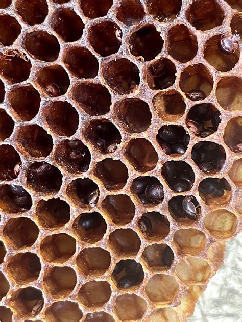 Florida Farm Pests Small Hive Beetles Uf Ifas Extension Polk County