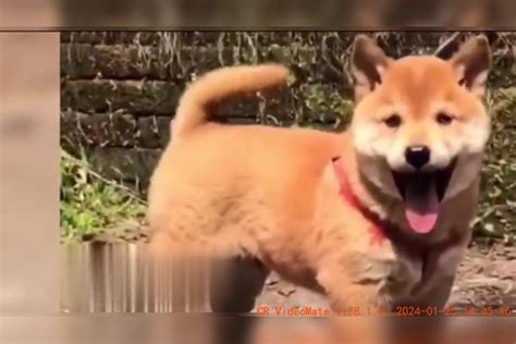 同样是“大黄”，为啥日本柴犬都有人花16万买！农村大黄狗无人问津？