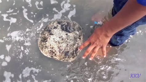 Rameswaram Floating Stones Youtube