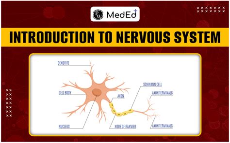 Introduction To Nervous System