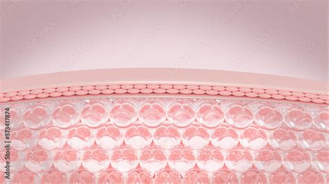 3d Rendering Layer Of Skin Structure Microstructure Skin Cell Sagging