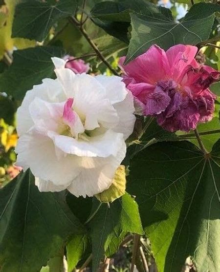 Hibiscus Mutabilis The Collectors Corner Buy Unusual Perennial